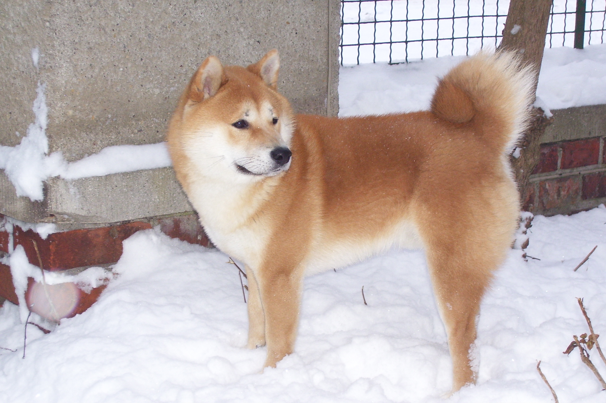 KRYCÍ PES :: SHIBA INU 柴犬